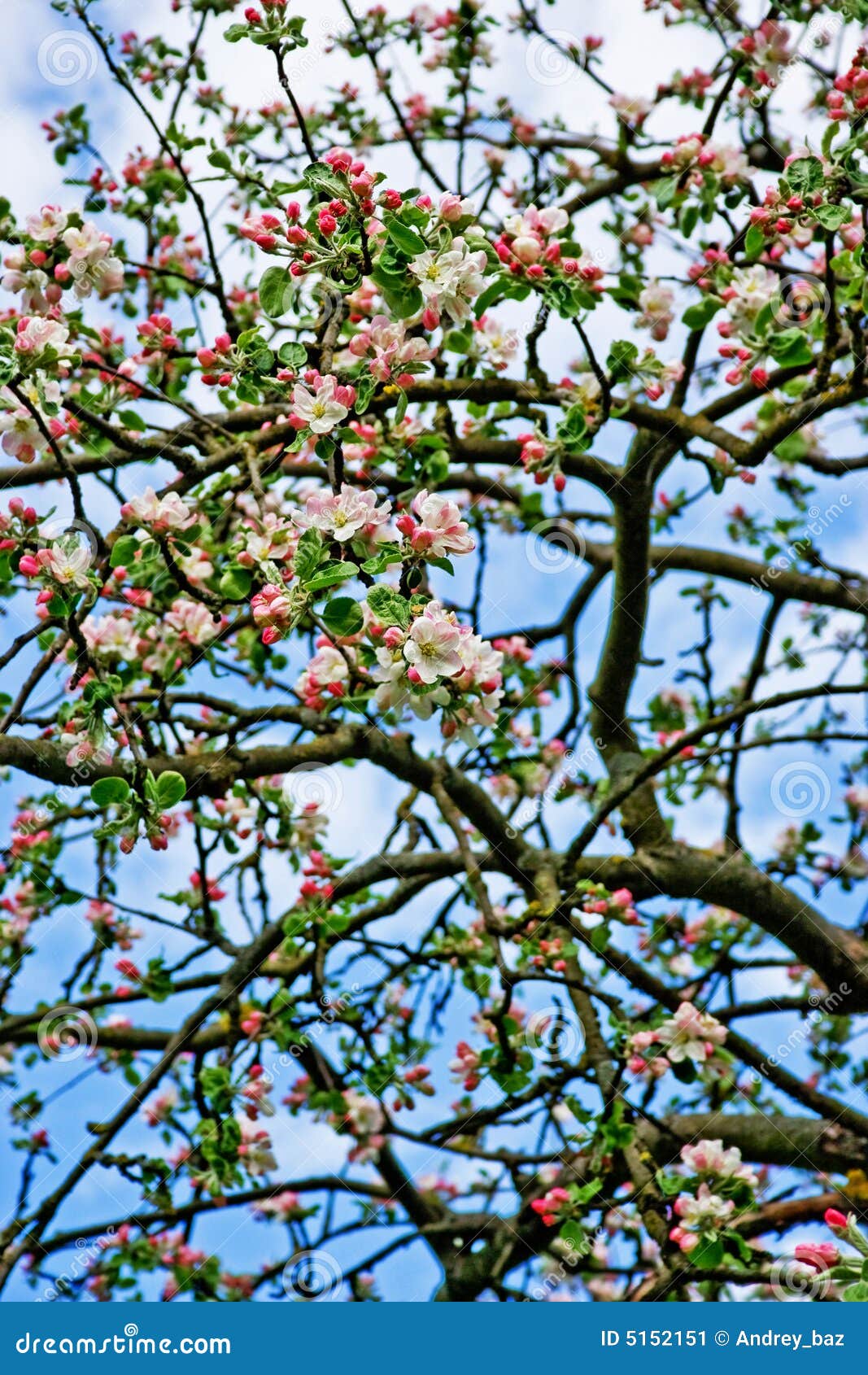 Blooming Apple Tree Royalty-Free Stock Photography | CartoonDealer.com ...