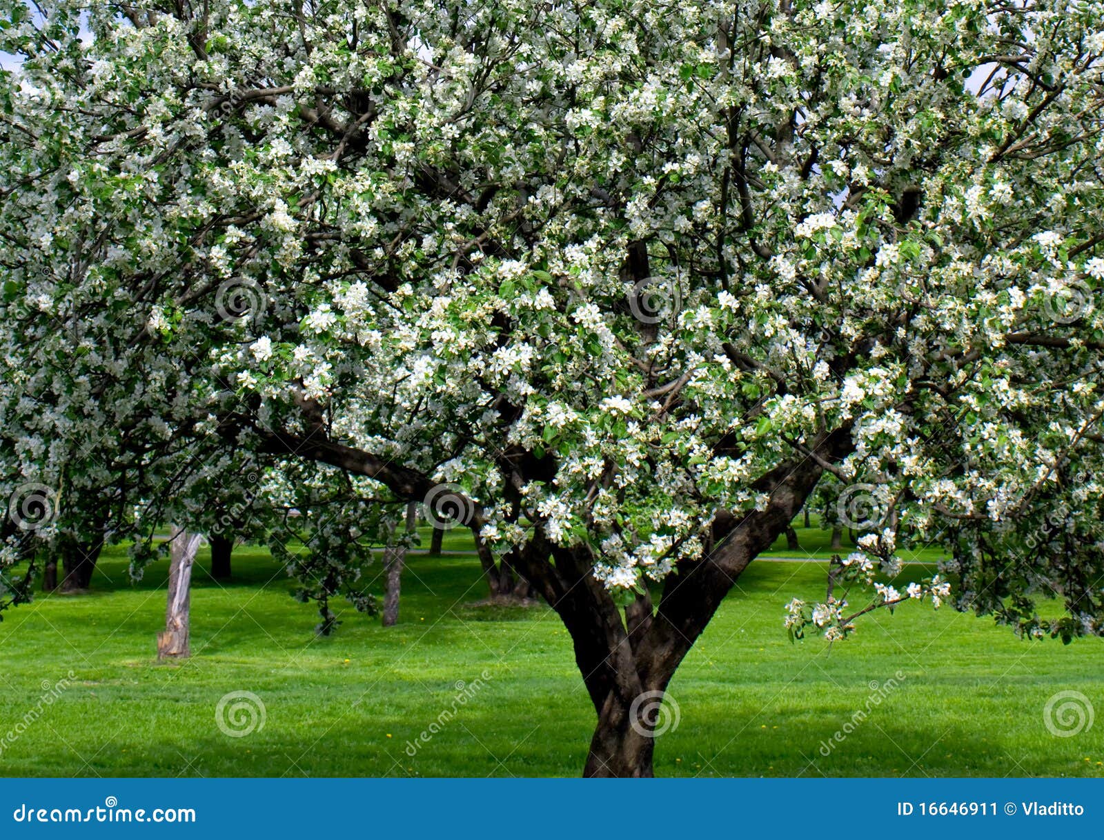 Blooming Apple Trees Garden Stock Image - Image of blossom, nature ...