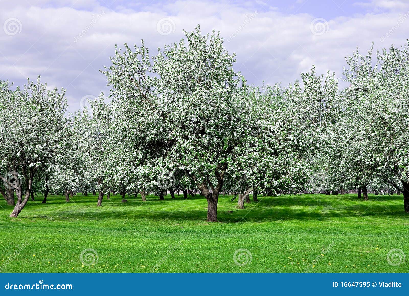 Blooming Apple Trees Garden Stock Image - Image of blossom, environment ...