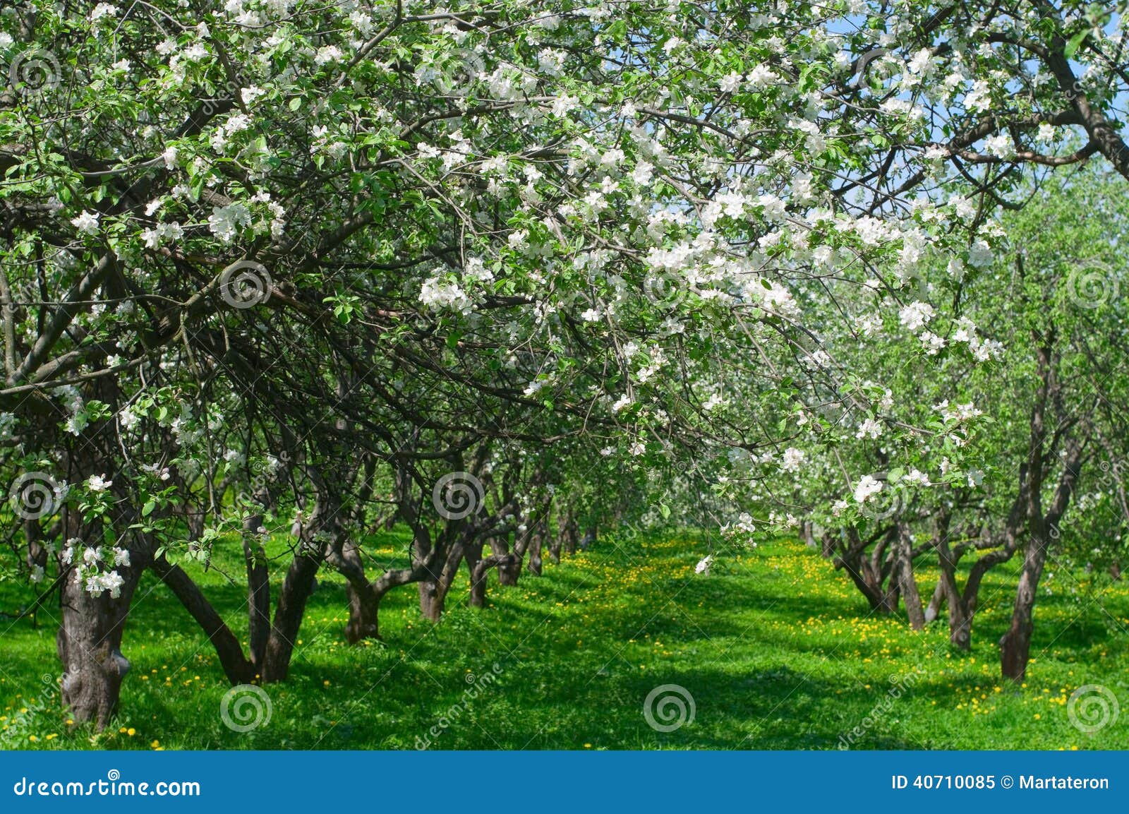 Blooming Apple Trees in the Garden Stock Image - Image of fragrant ...