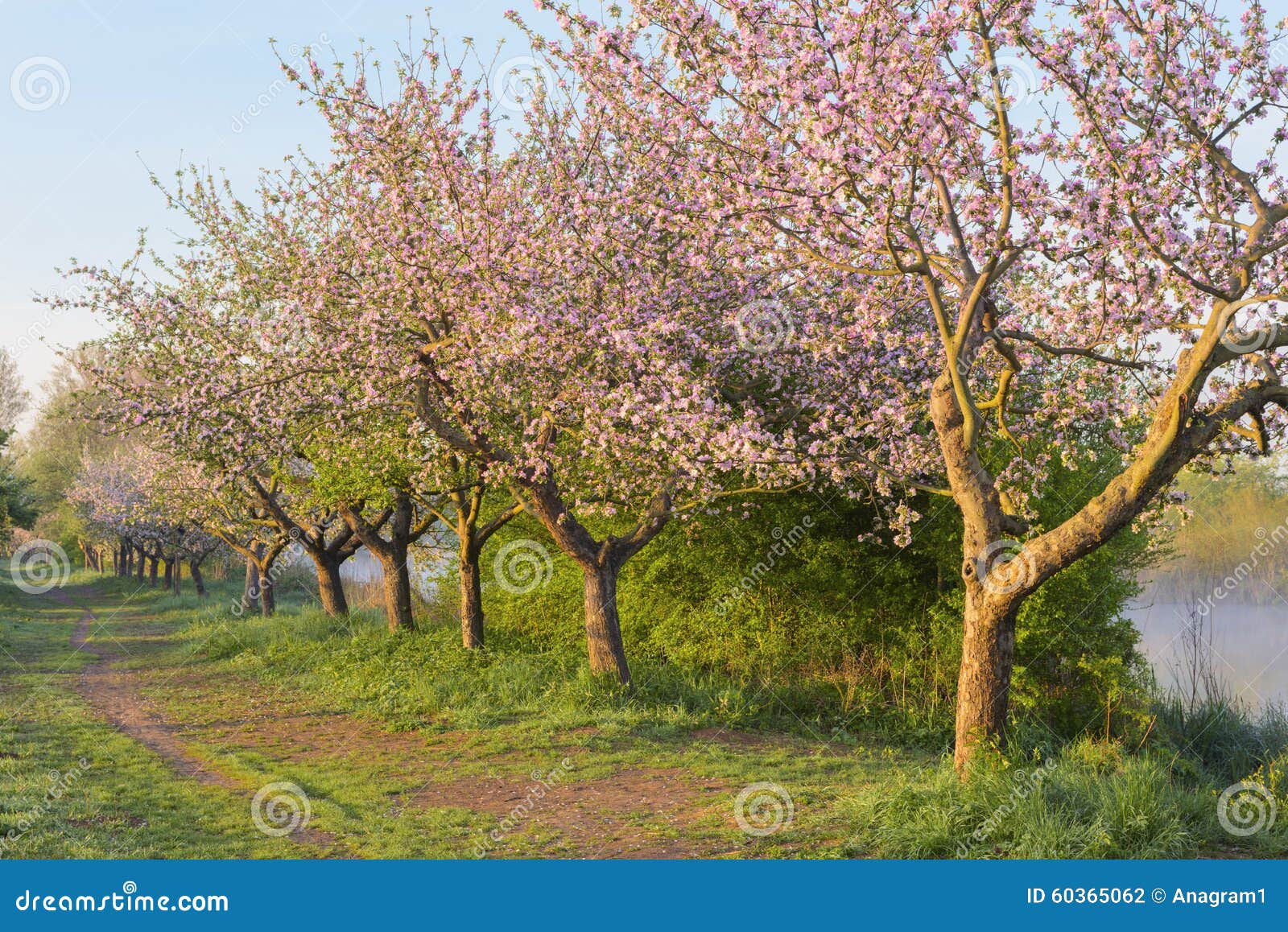 Blooming apple trees stock photo. Image of sunlight, season - 60365062