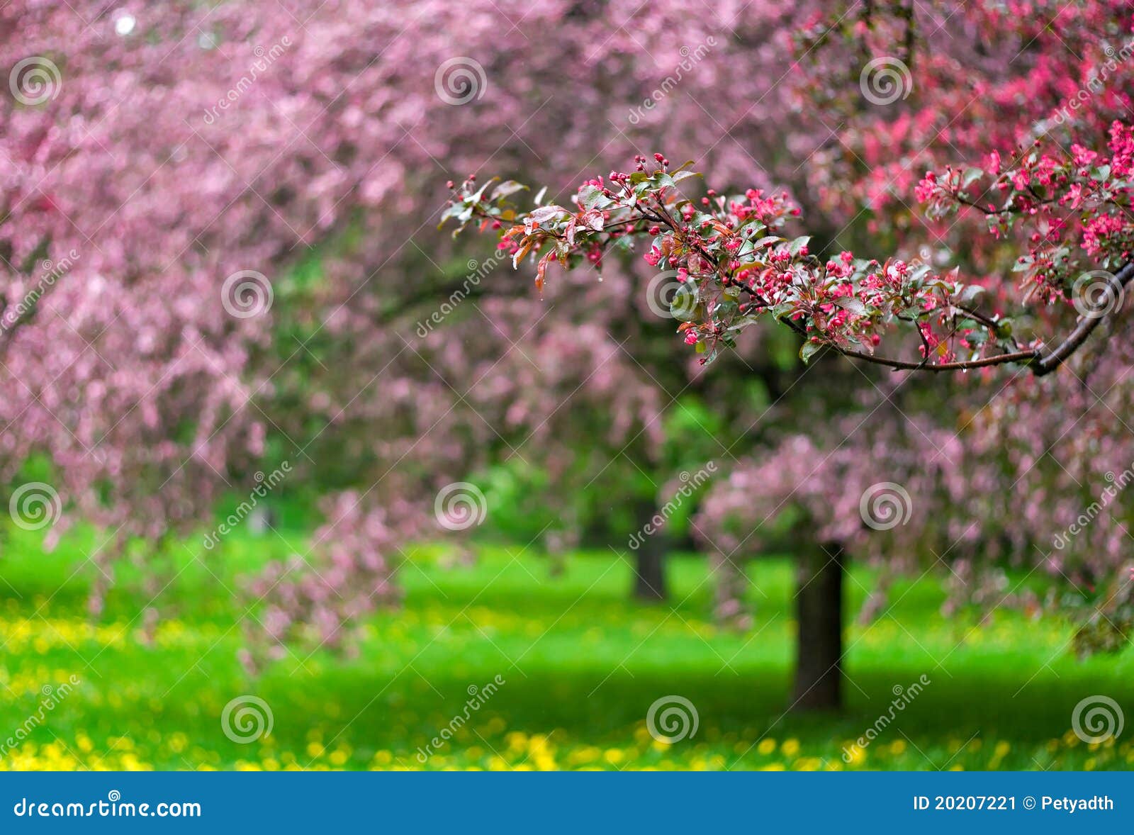 Blooming Apple Tree Plantation In Spring.Rows Of Seedlings With Flowers ...