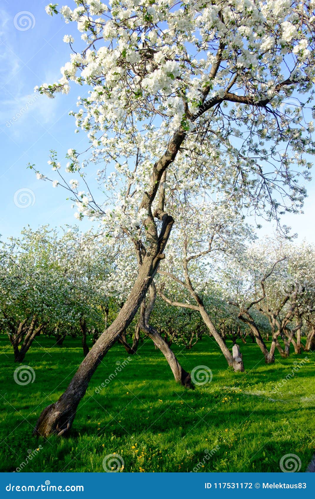 Blooming apple trees stock photo. Image of apple, walk - 117531172