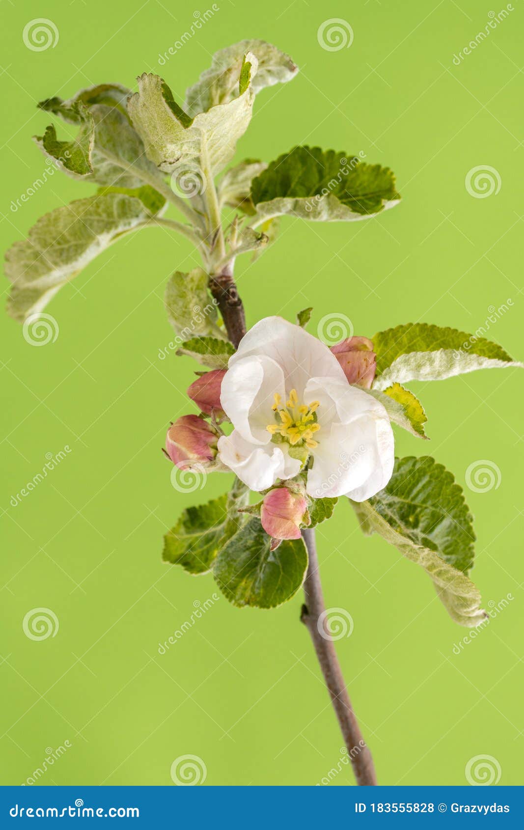 Blooming apple twig stock photo. Image of detail, leaf - 183555828