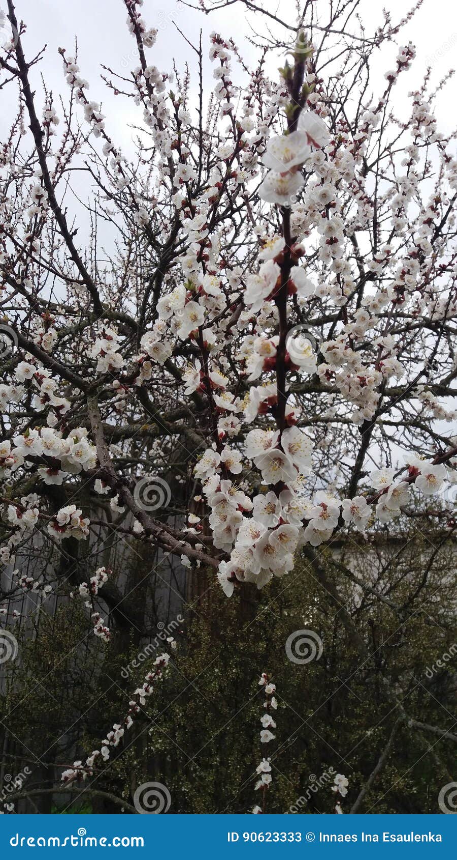 Blooming apricot stock image. Image of blooming, clear - 90623333