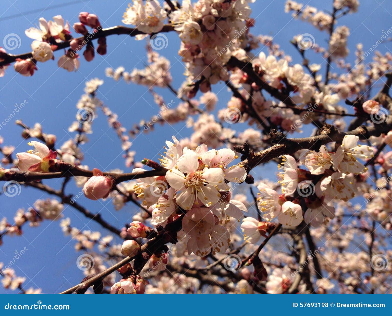 Blooming Apricot Tree on the Blue Sky Stock Photo - Image of beautiful ...