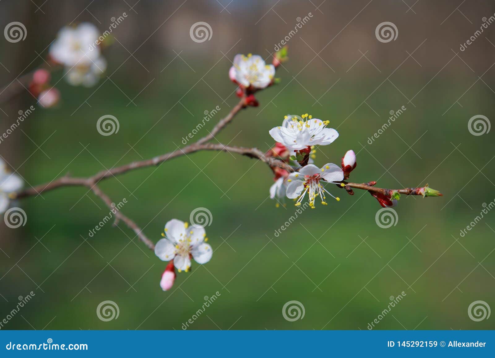 Blooming Apricot-tree, Close-up Stock Image - Image of green, aroma ...