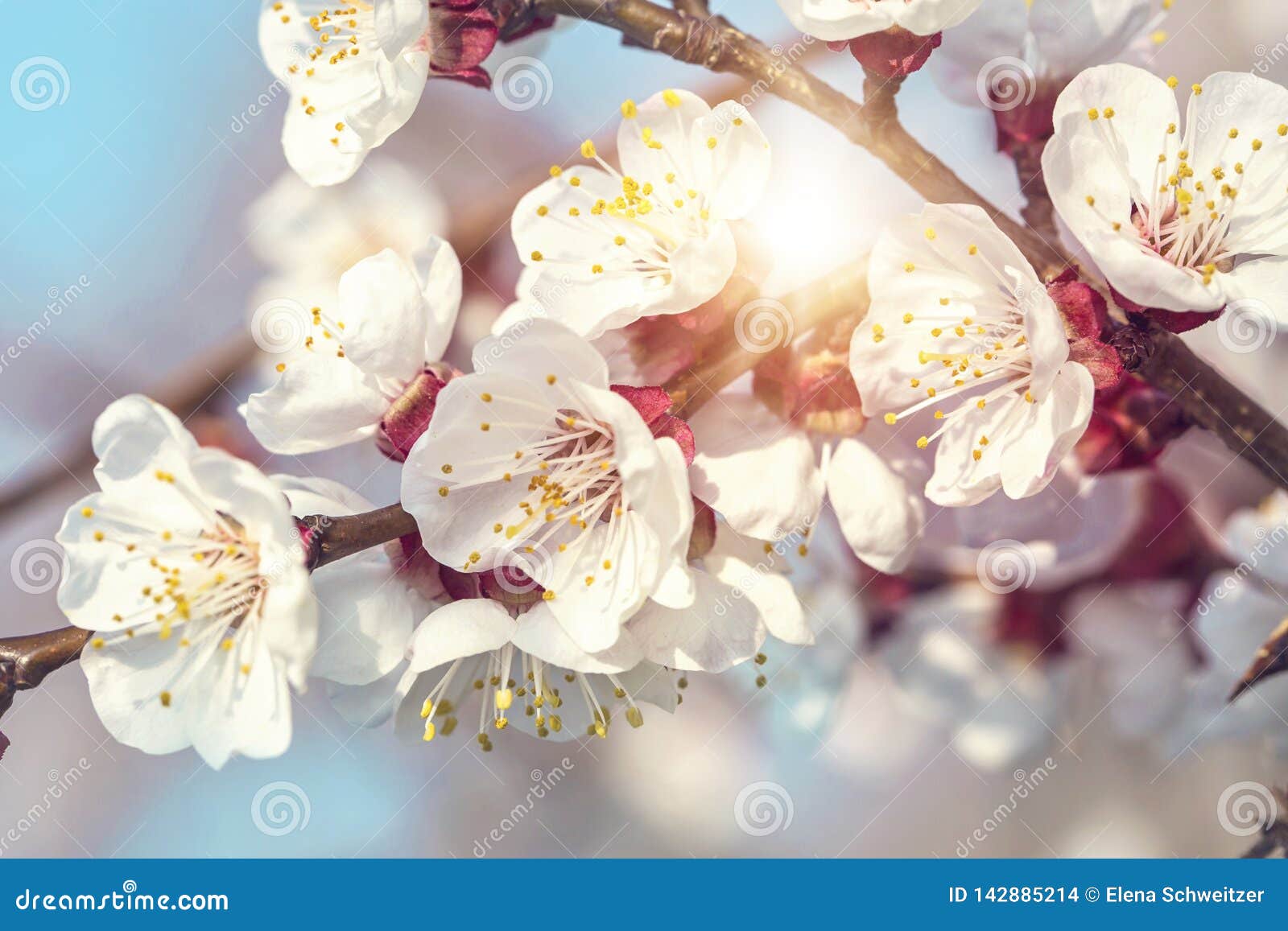Blooming apricot tree stock photo. Image of petals, macro - 142885214