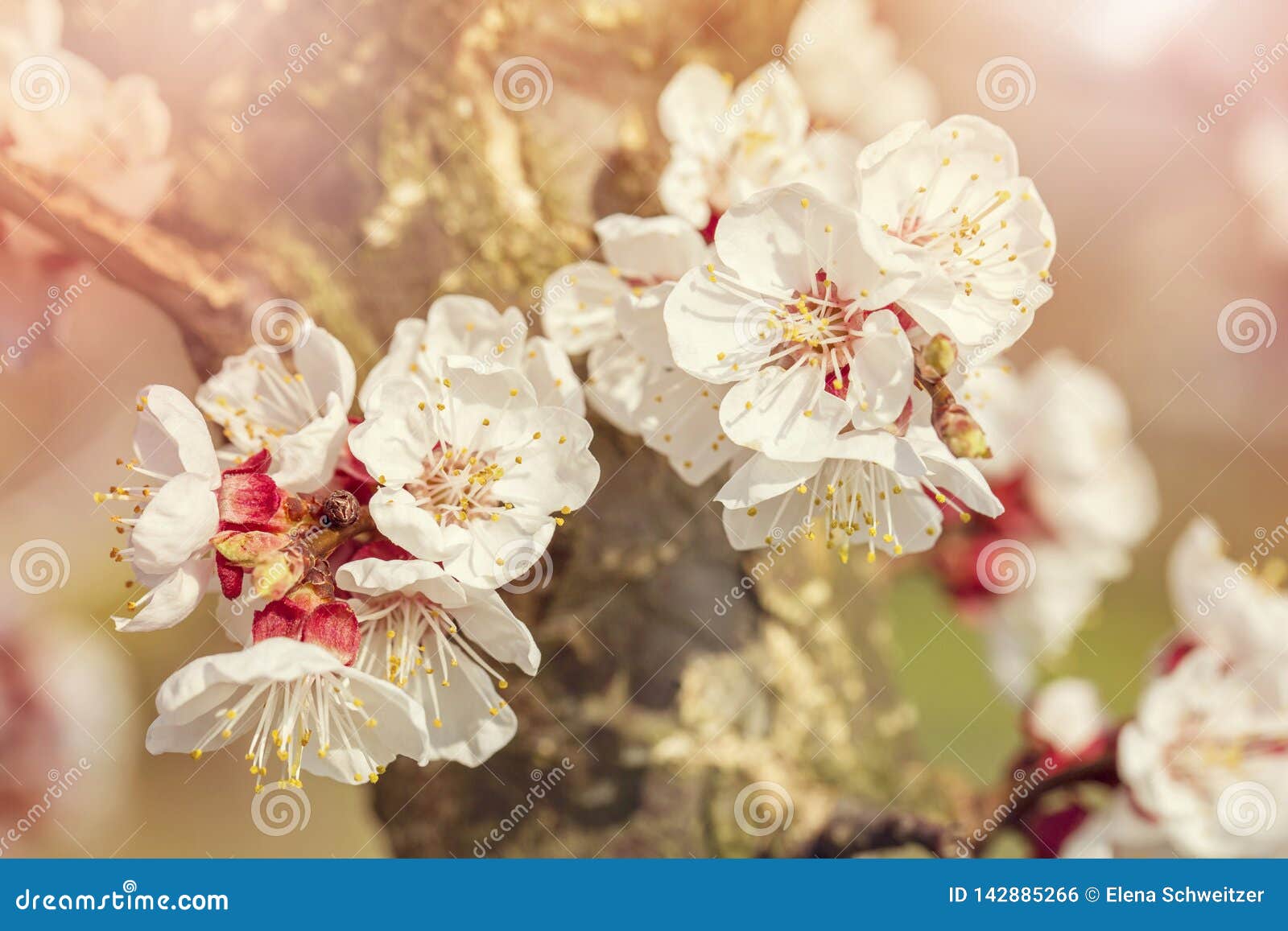 Blooming apricot tree stock photo. Image of grow, blooming - 142885266