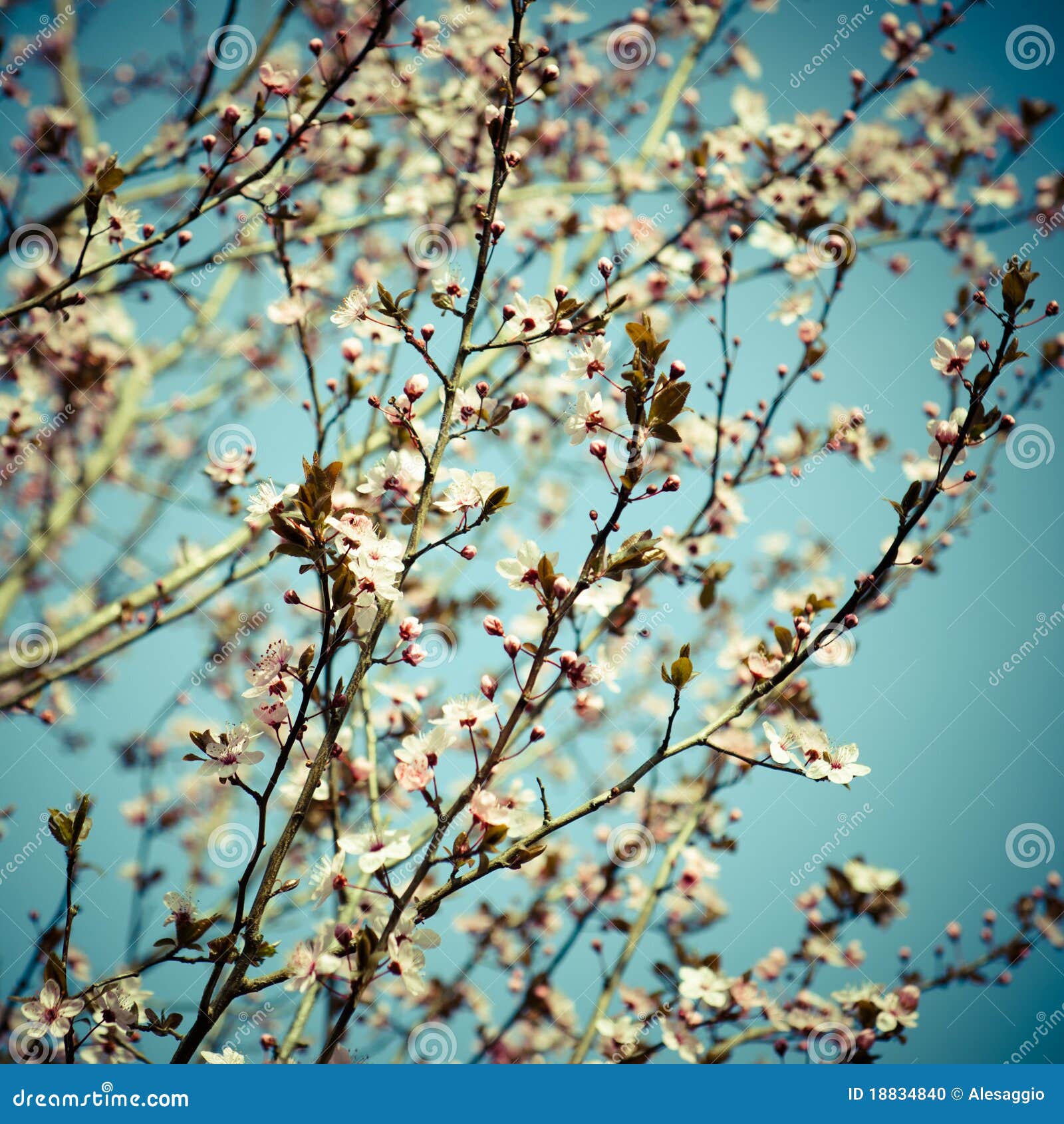 Blooming apricot trees stock photo. Image of temperate - 18834840
