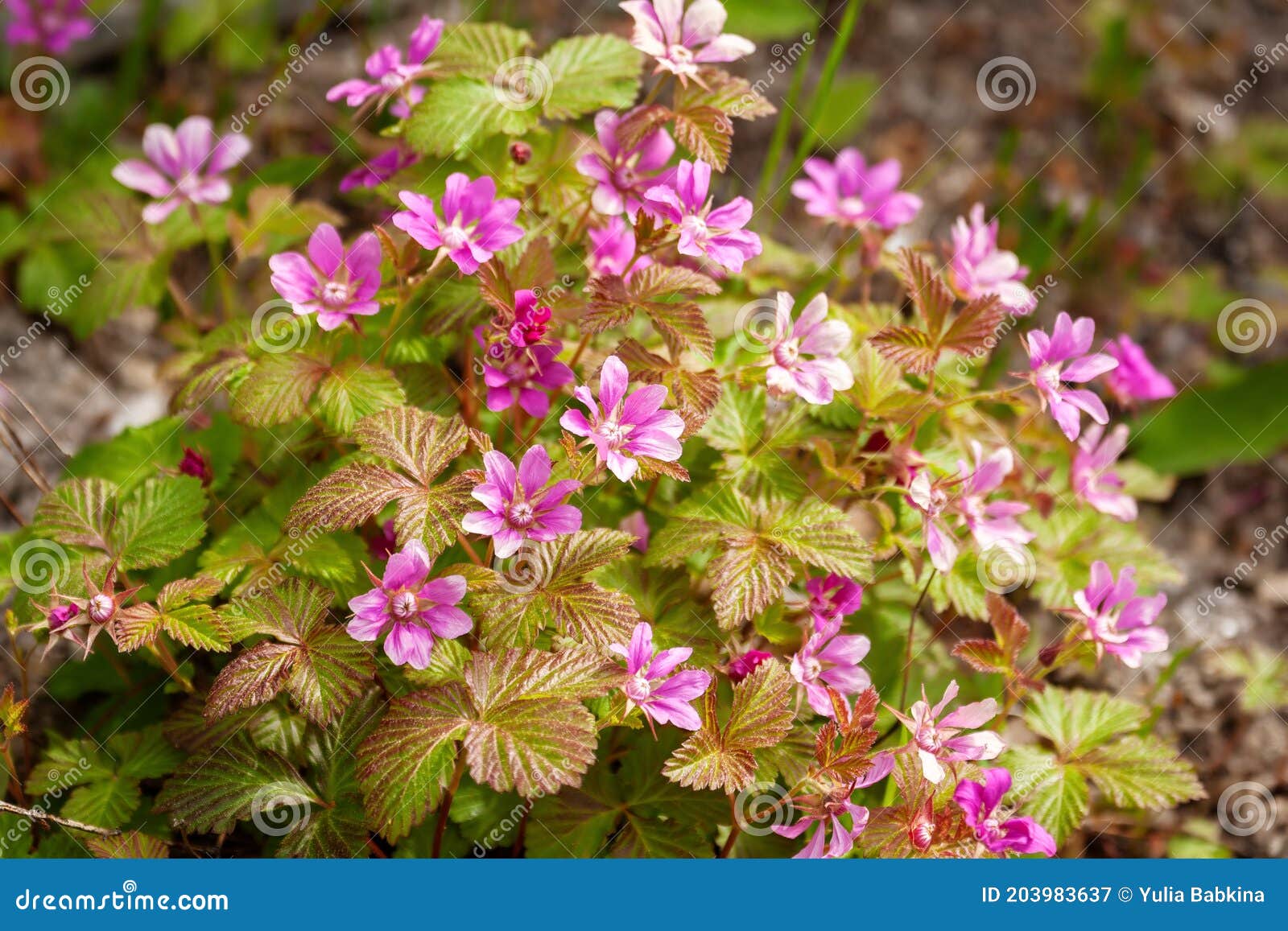 Blooming arctic raspberry stock image. Image of spring - 203983637