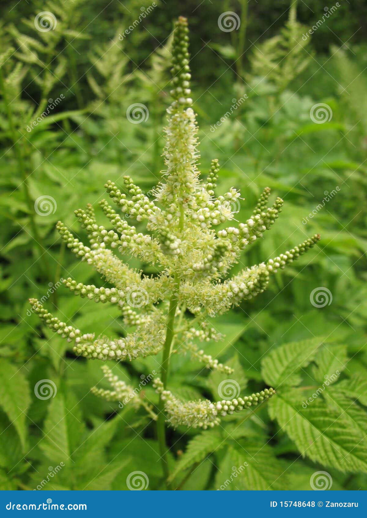 Blooming Aruncus dioicus stock photo. Image of dioicus - 15748648