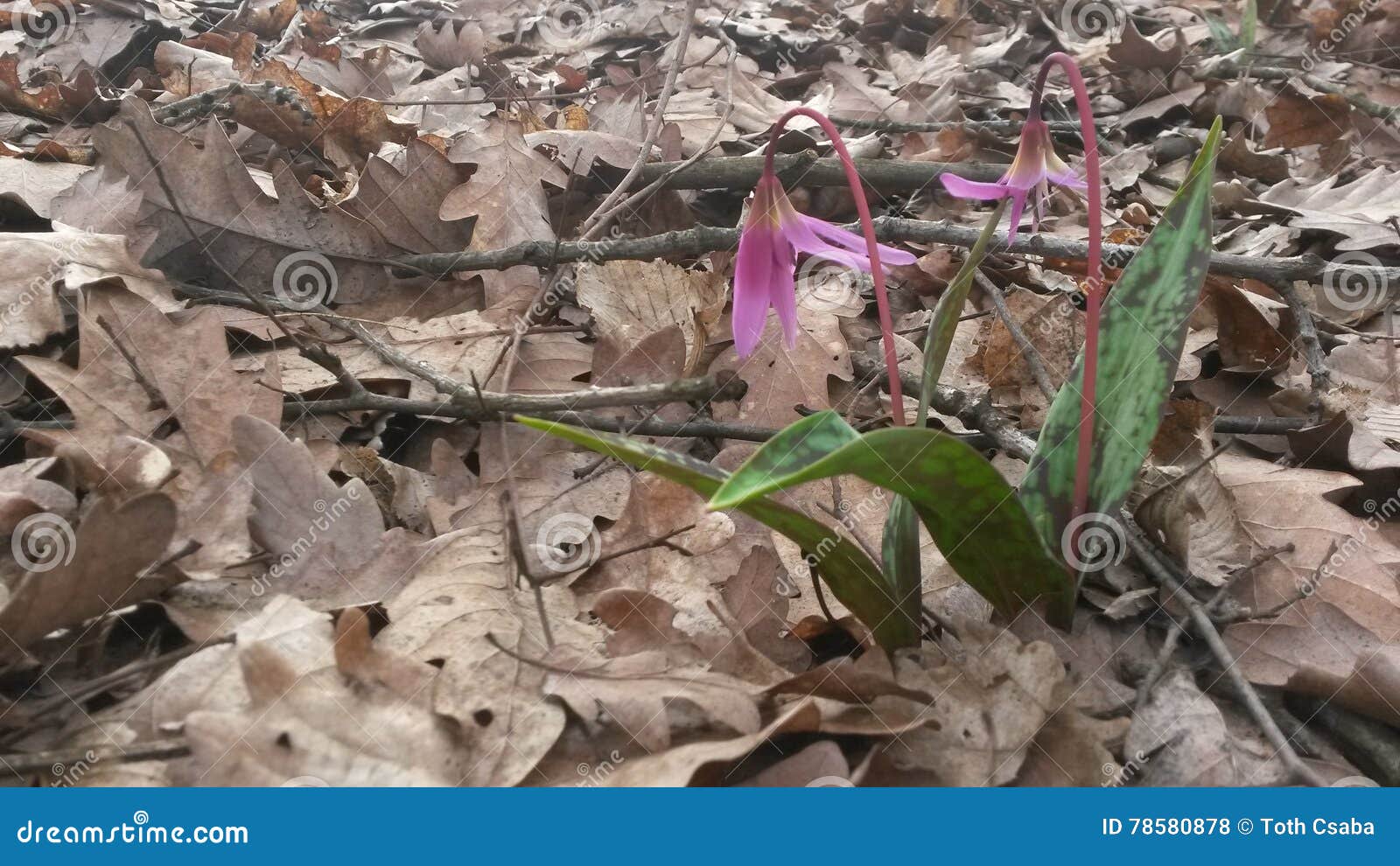 Blooming autumn flowers stock photo. Image of autumn - 78580878