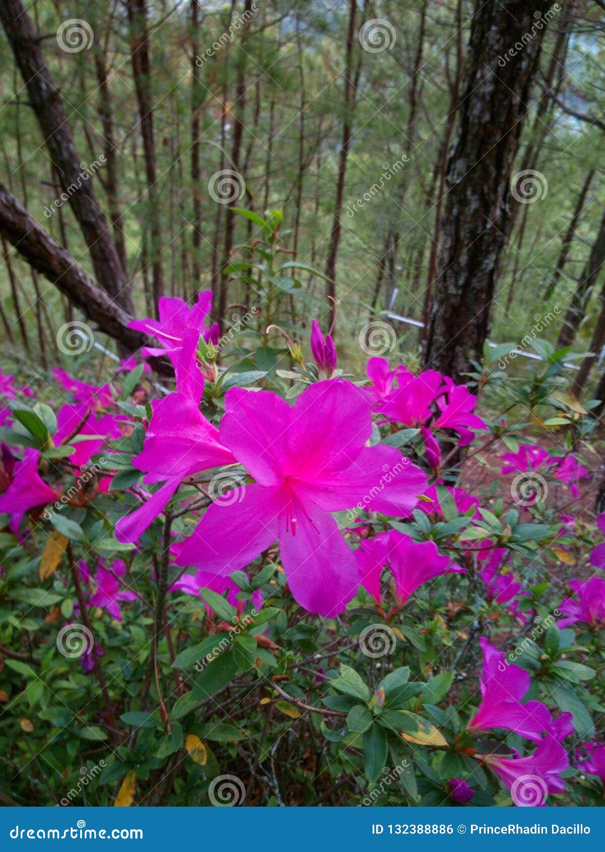 Pink Azalea flowers stock photo. Image of azalea, flowers - 132388886