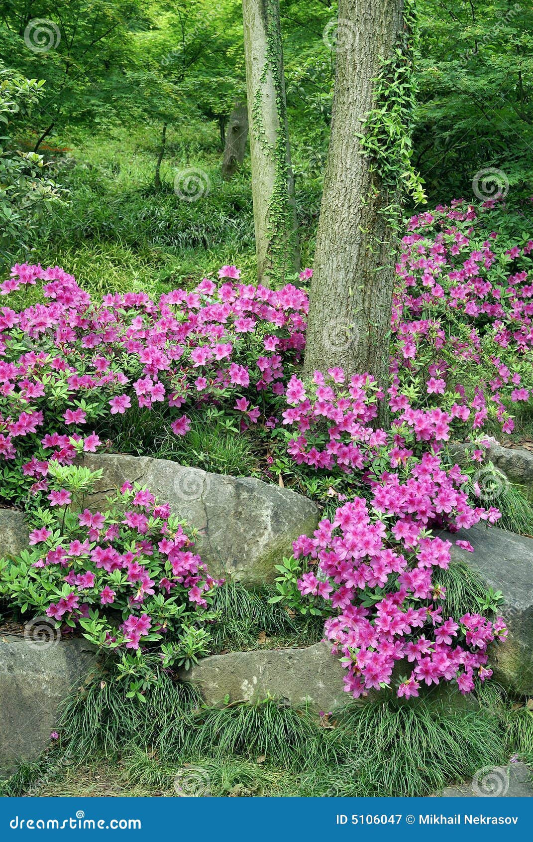 Blooming Azalea at Traditional Chinese Garden Stock Image - Image of ...