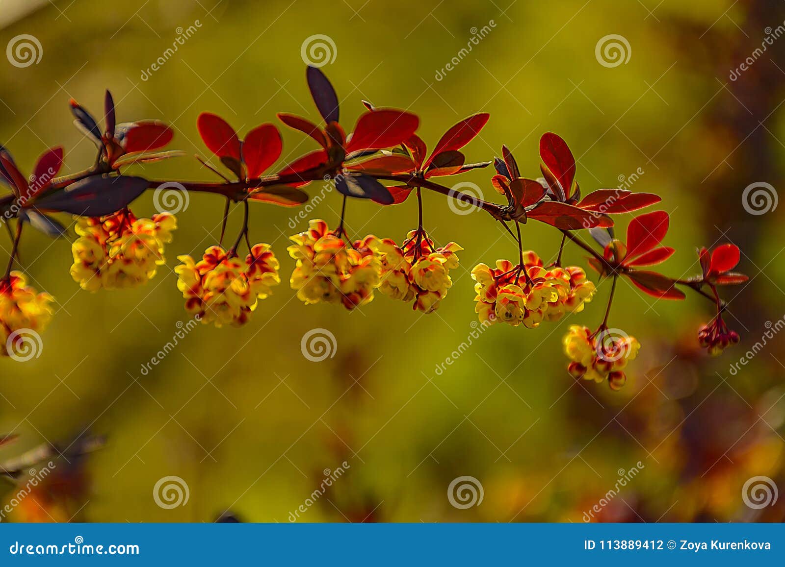 Blooming Babaric in the Park. Stock Photo - Image of park, bloom: 113889412