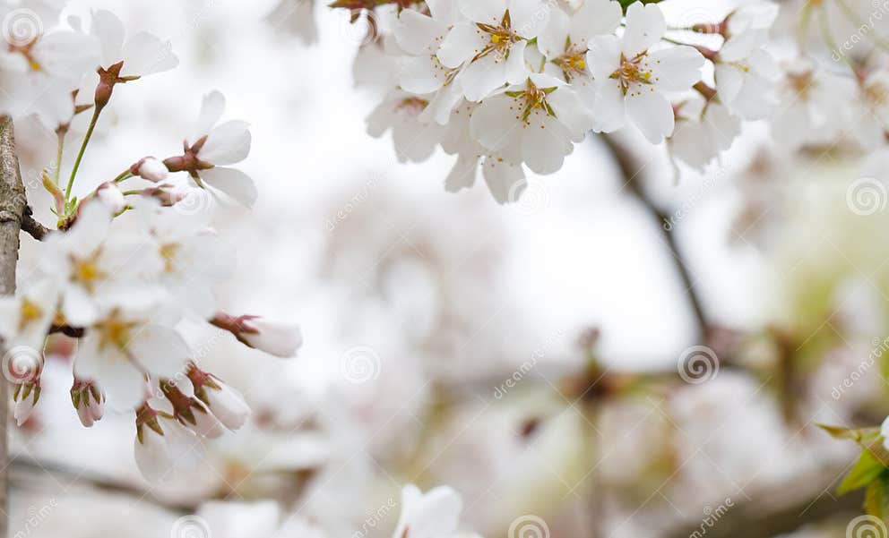 Blooming Background with White Spring Flower Stock Photo - Image of ...