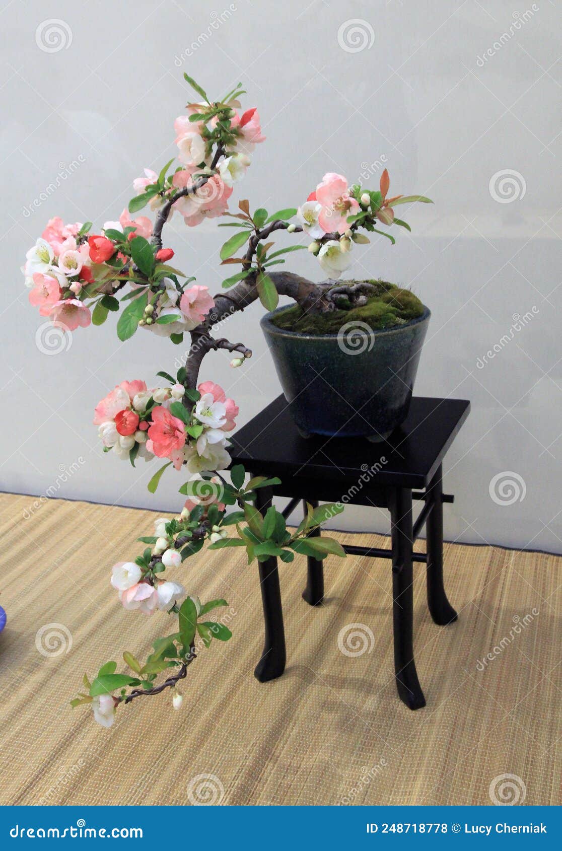 Blooming Banzai Tree stock photo. Image of bloom, blossom - 248718778