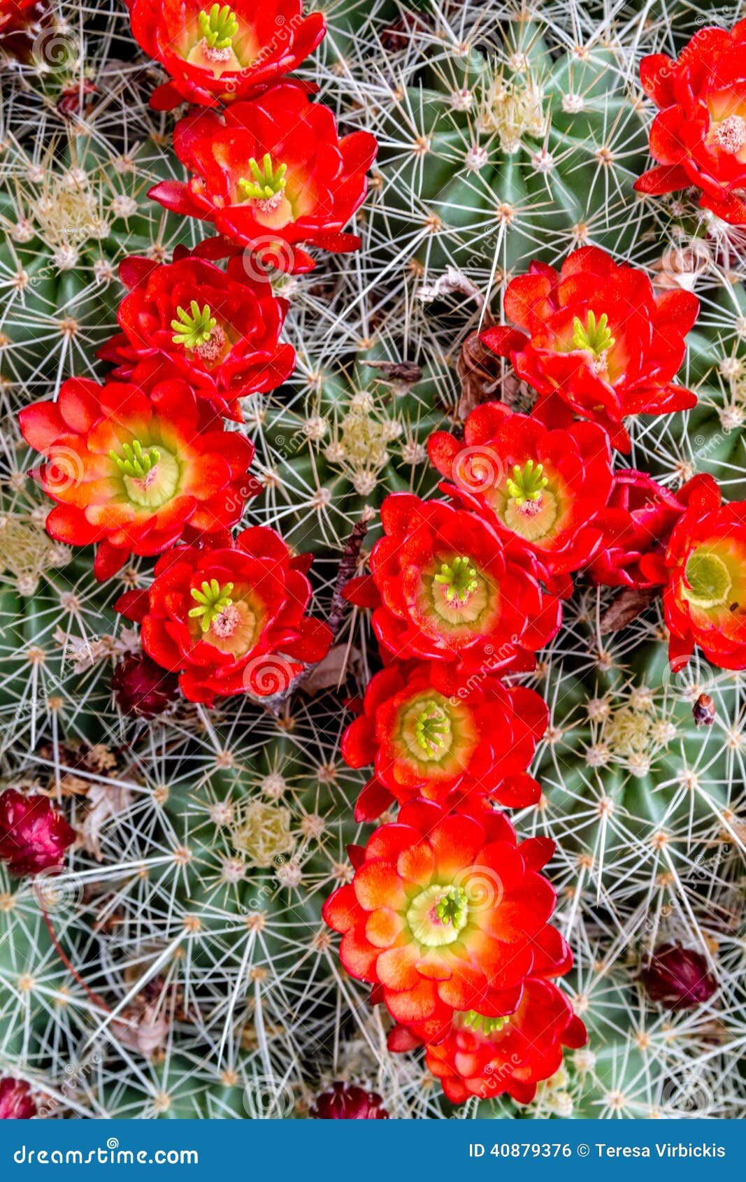 Blooming Barrel Cactus with Red Blooms Stock Photo - Image of spring ...