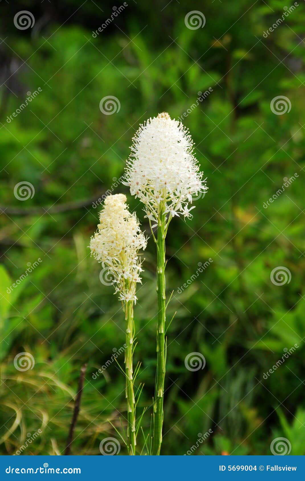 Bear Grass Bloom Stock Image | CartoonDealer.com #18905539