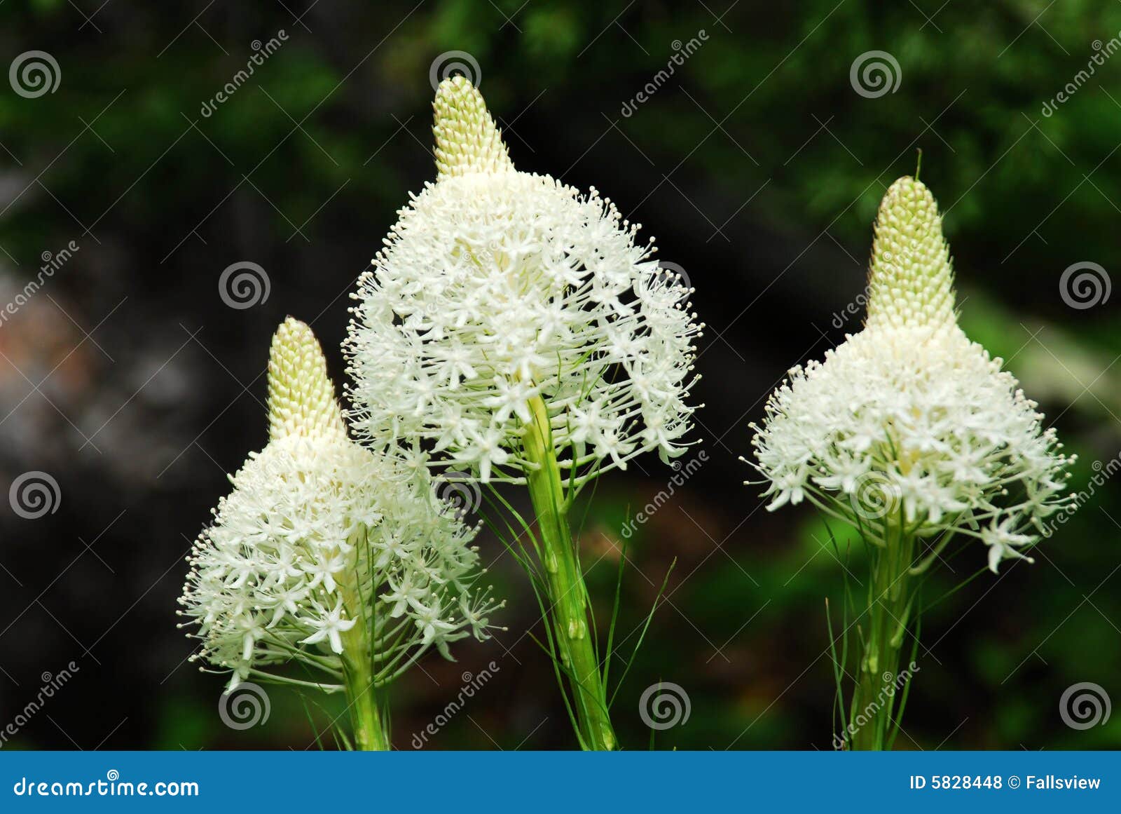 Blooming Bear Grass Flowers Stock Photo - Image of blossoming, bear: 5828448