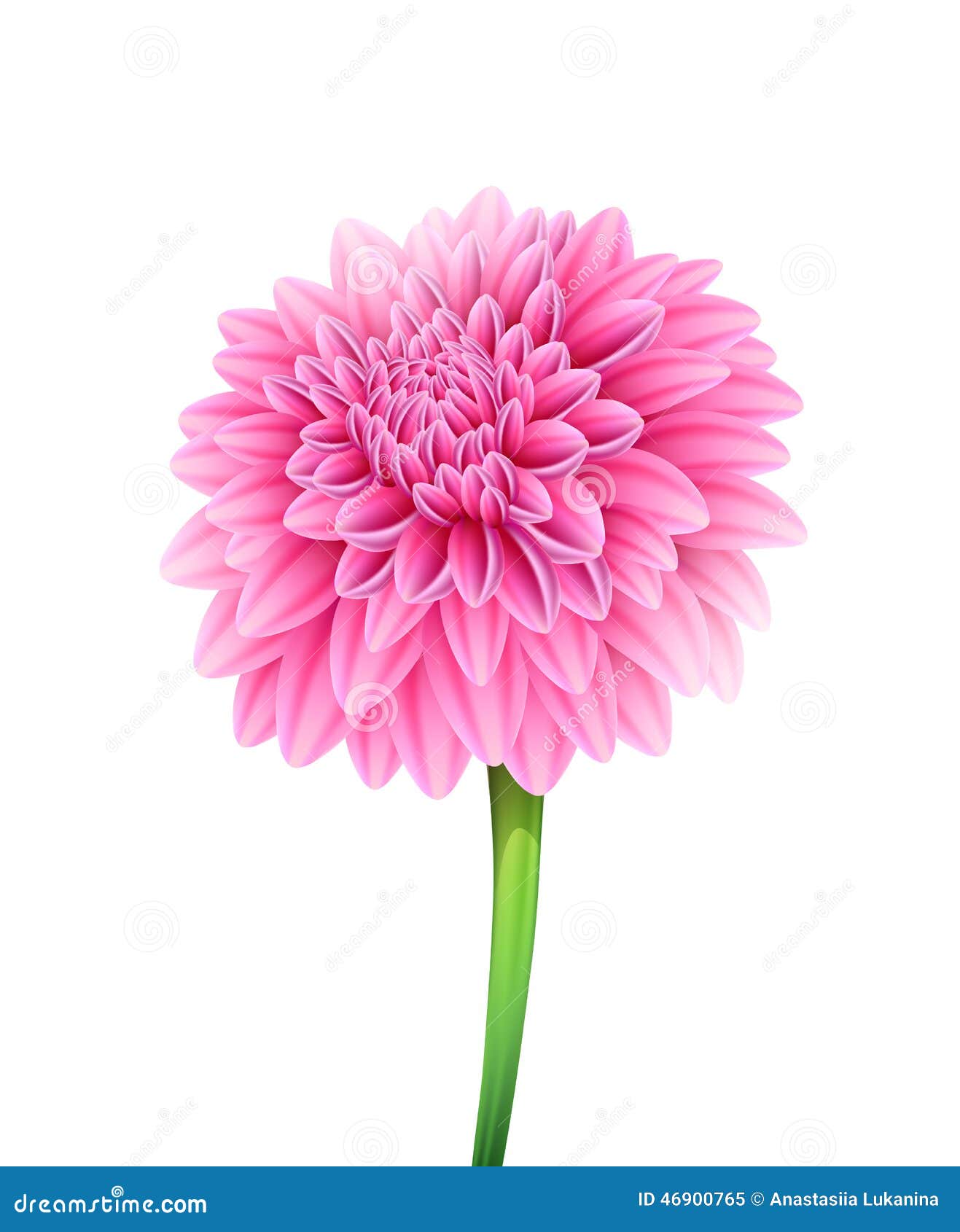 Blooming Beautiful Aster Flower Stock Illustration - Illustration of ...