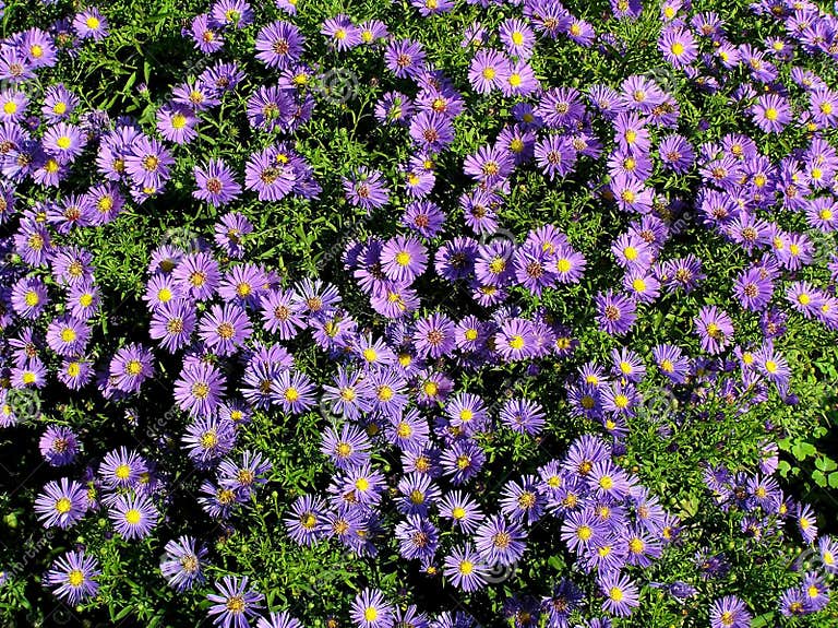 Blooming Beautiful Blue Aster Stock Photo - Image of garden, blue: 3198250