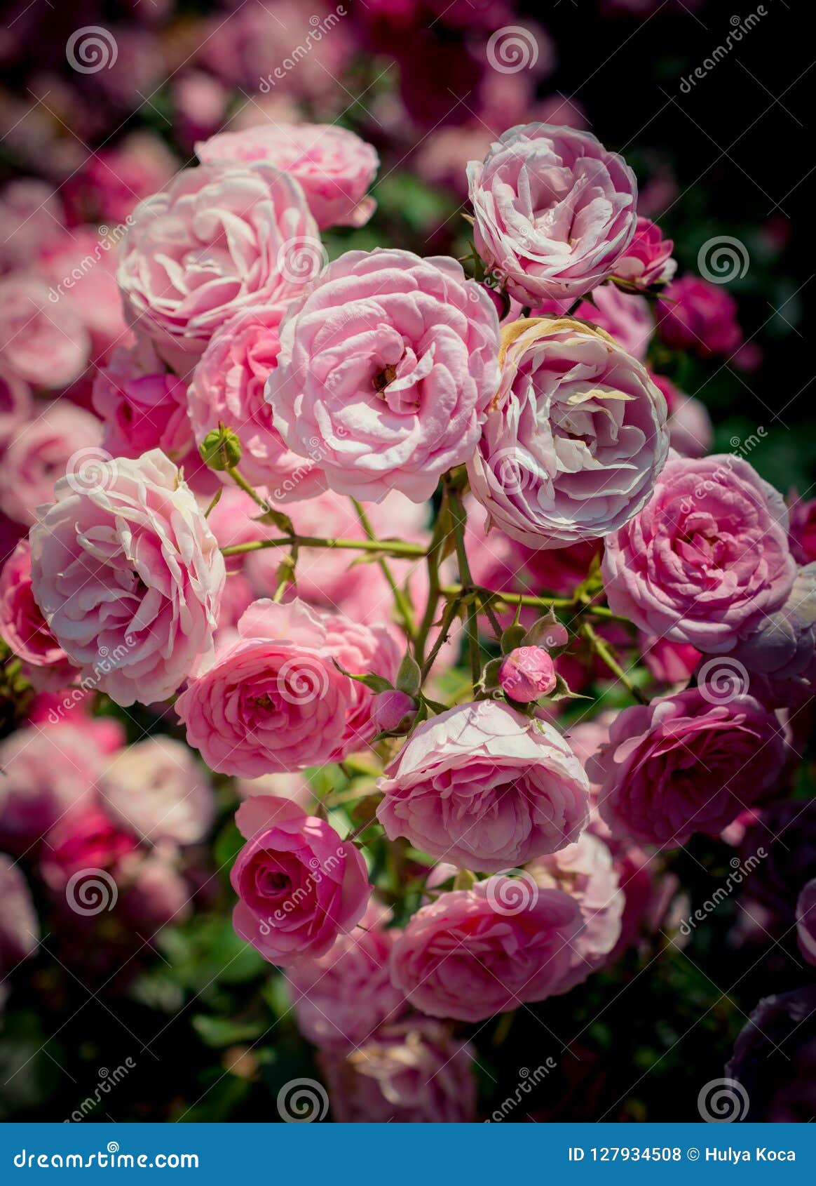Blooming Beautiful Bunch of Roses in the Garden Stock Photo - Image of ...