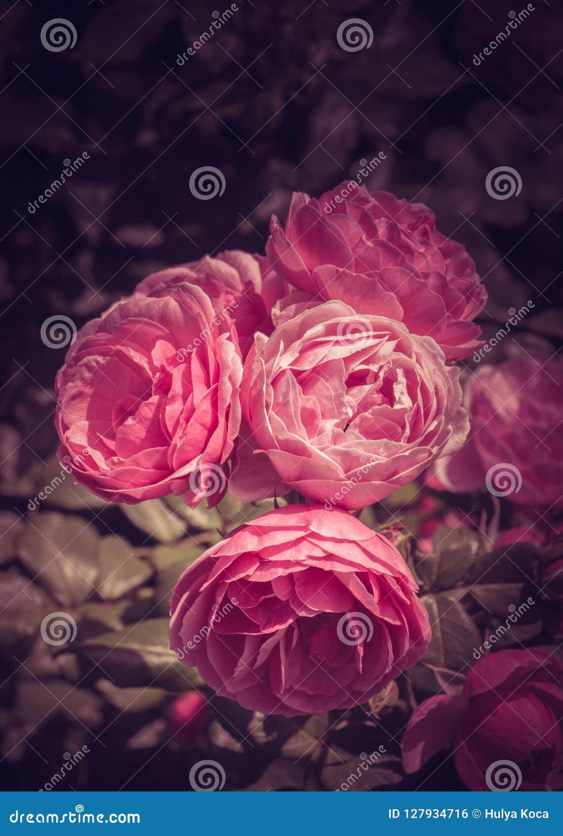 Blooming Beautiful Bunch of Roses in the Garden Stock Photo - Image of ...