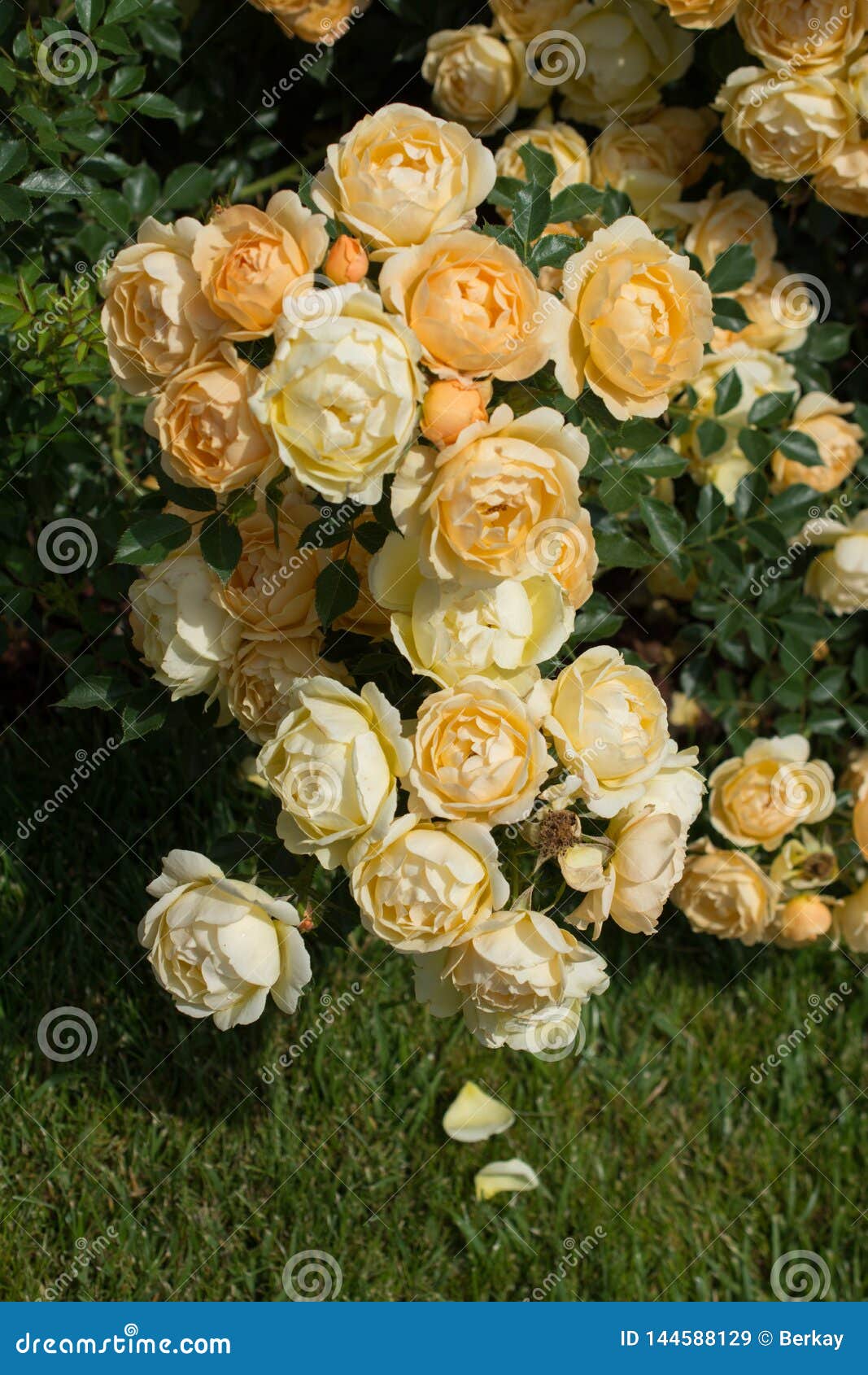Blooming Beautiful Bunch of Roses in the Garden Stock Image - Image of ...