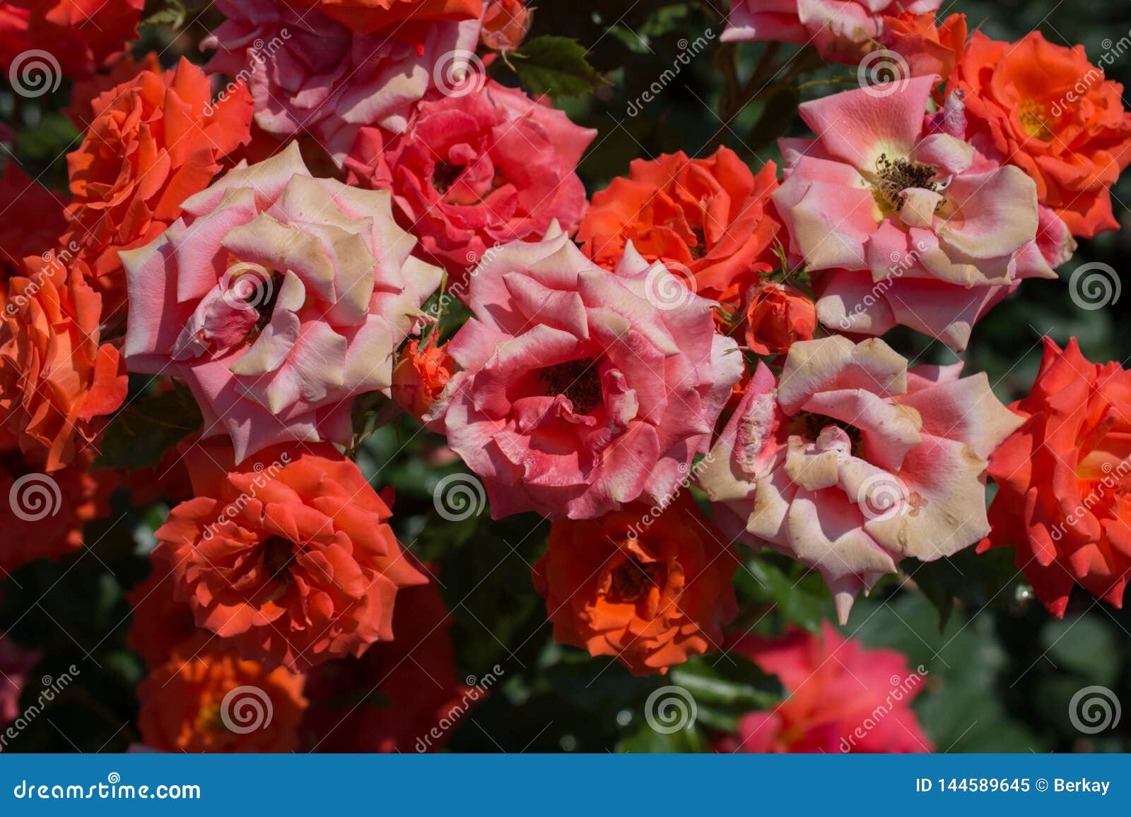 Blooming Beautiful Bunch of Roses in the Garden Stock Image - Image of ...