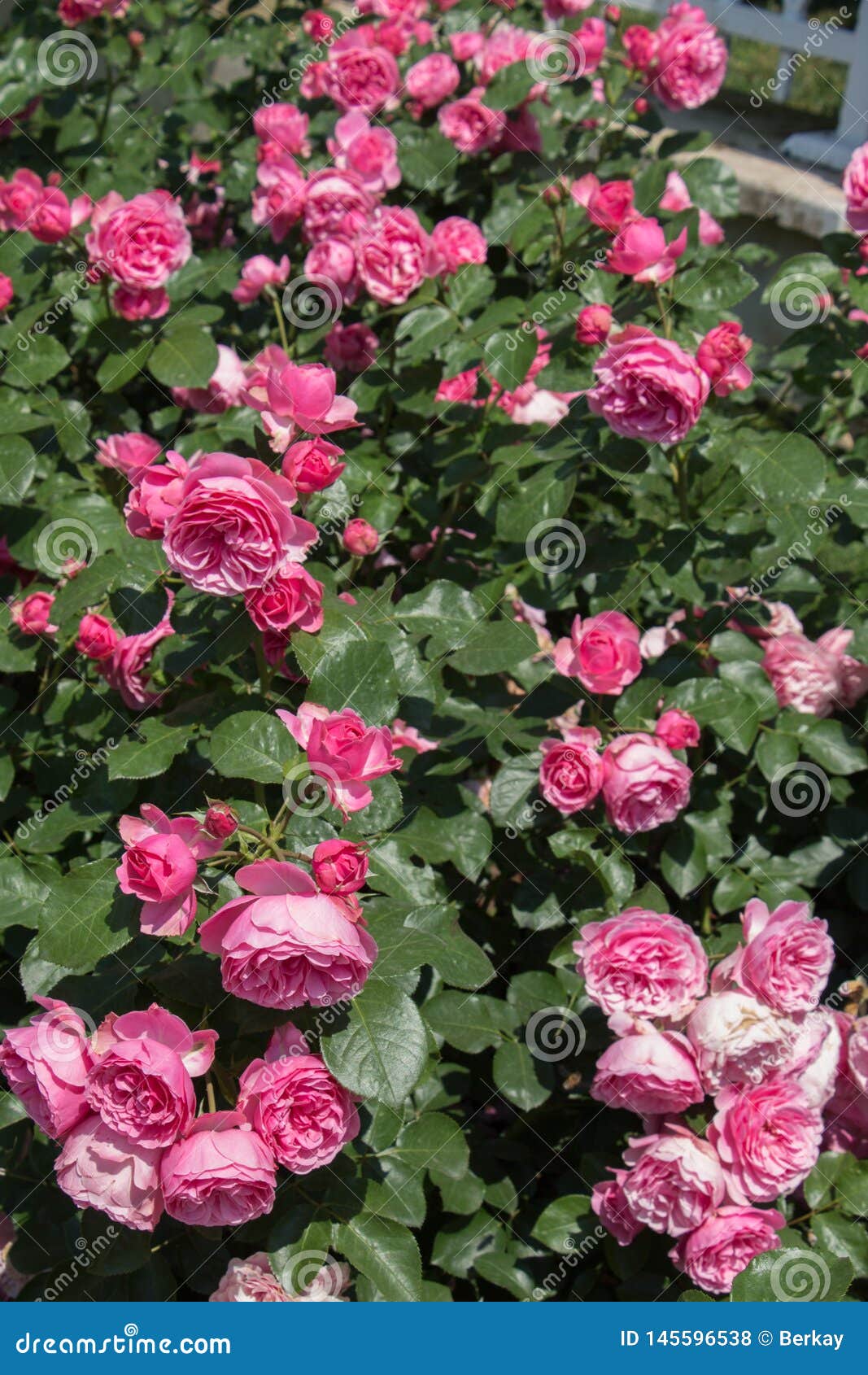 Blooming Beautiful Bunch of Roses in the Garden Stock Photo - Image of ...