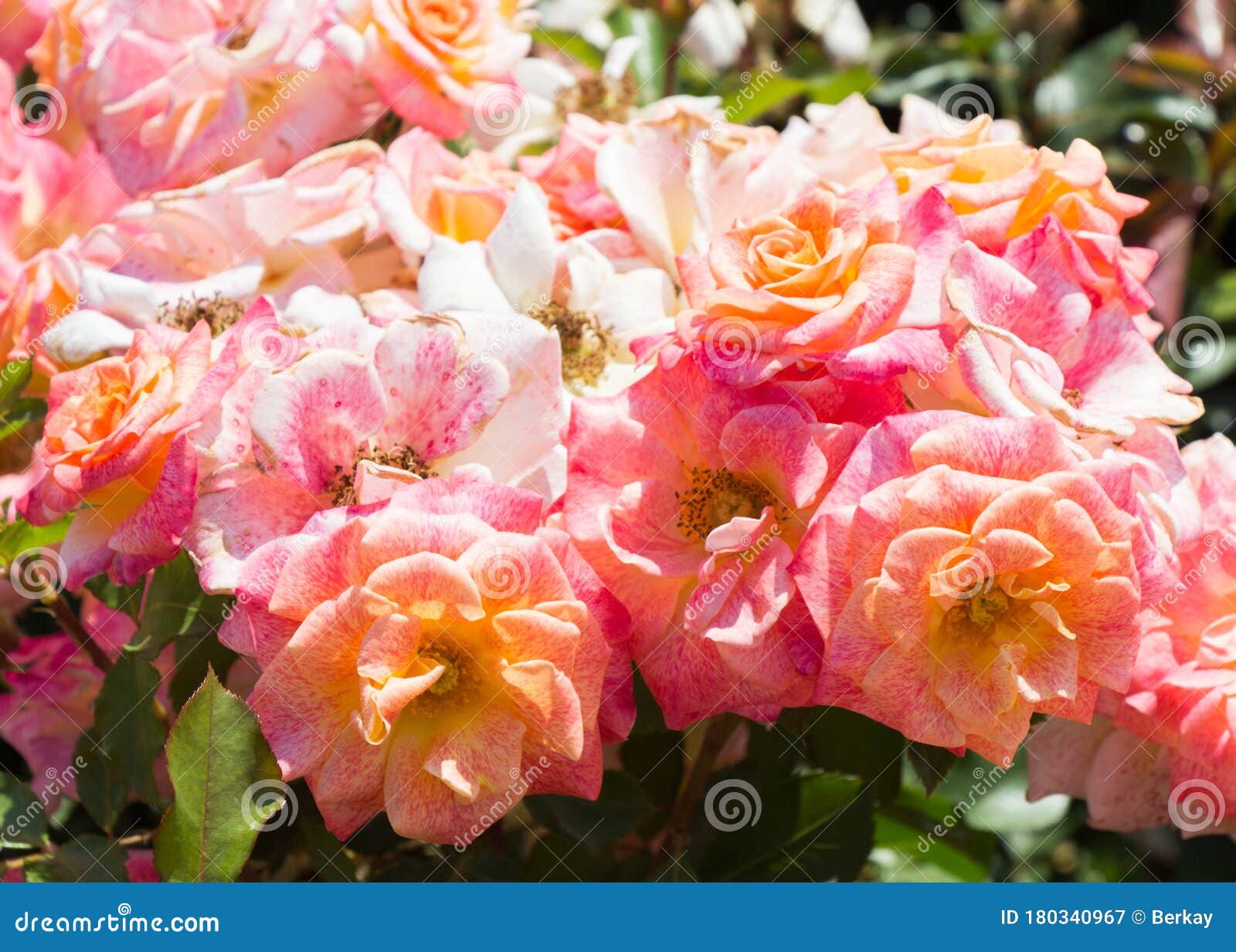 Blooming Beautiful Bunch of Roses in the Garden Stock Image - Image of ...