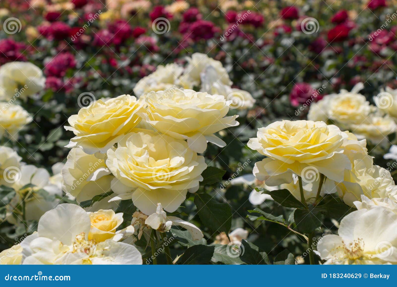 Blooming Beautiful Bunch of Roses in the Garden Stock Image - Image of ...