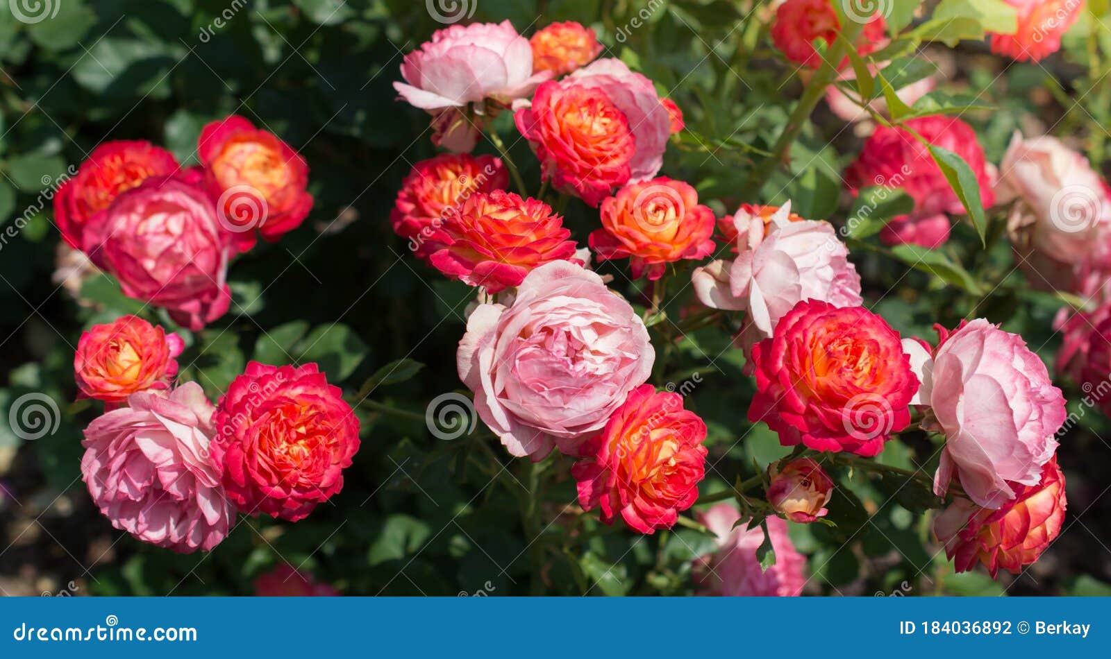 Blooming Beautiful Bunch of Roses in the Garden Stock Photo - Image of ...