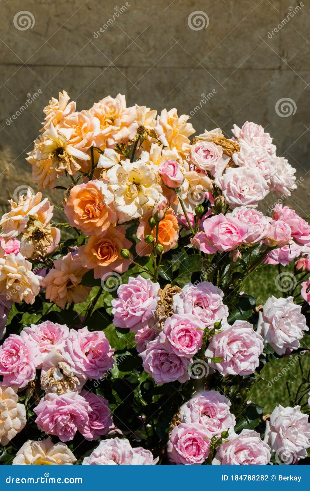 Blooming Beautiful Bunch of Roses in the Garden Stock Photo - Image of ...