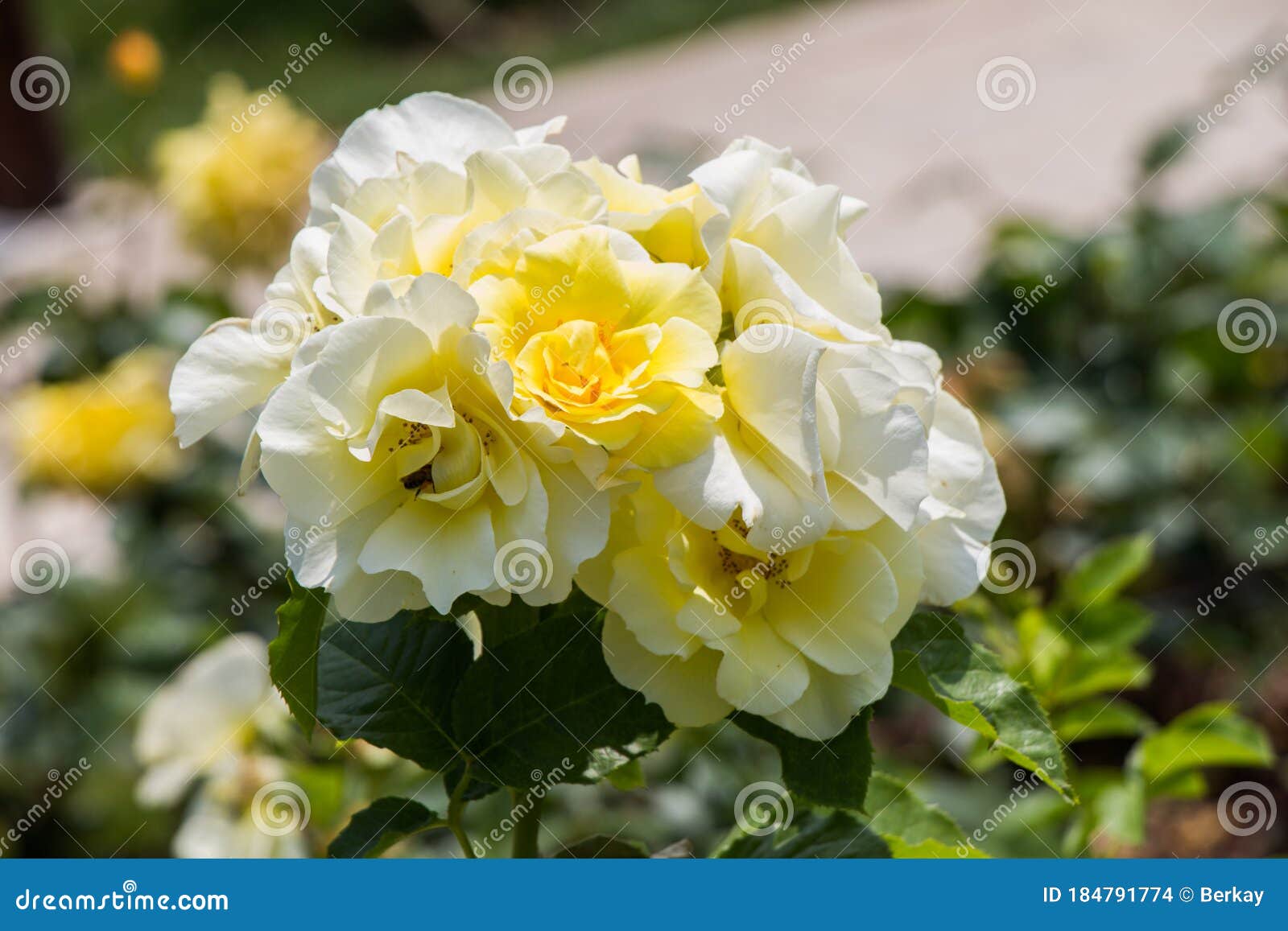 Blooming Beautiful Bunch of Roses in the Garden Stock Photo - Image of ...
