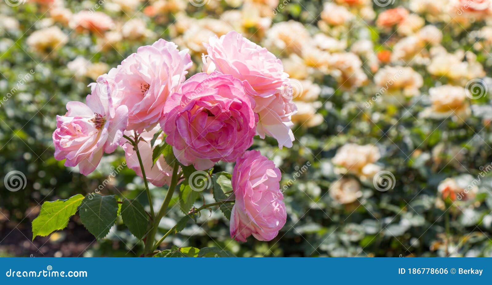 Blooming Beautiful Bunch of Roses in the Garden Stock Photo - Image of ...