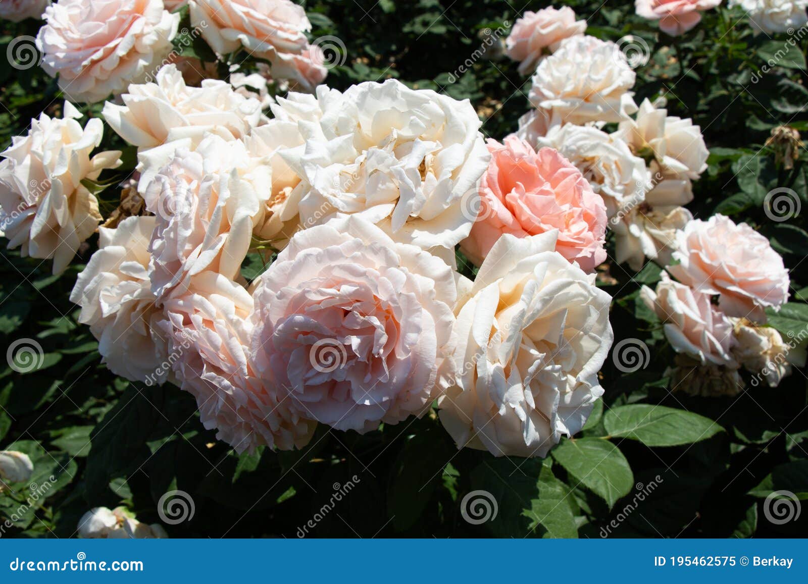 Blooming Beautiful Bunch of Roses in the Garden Stock Image - Image of ...