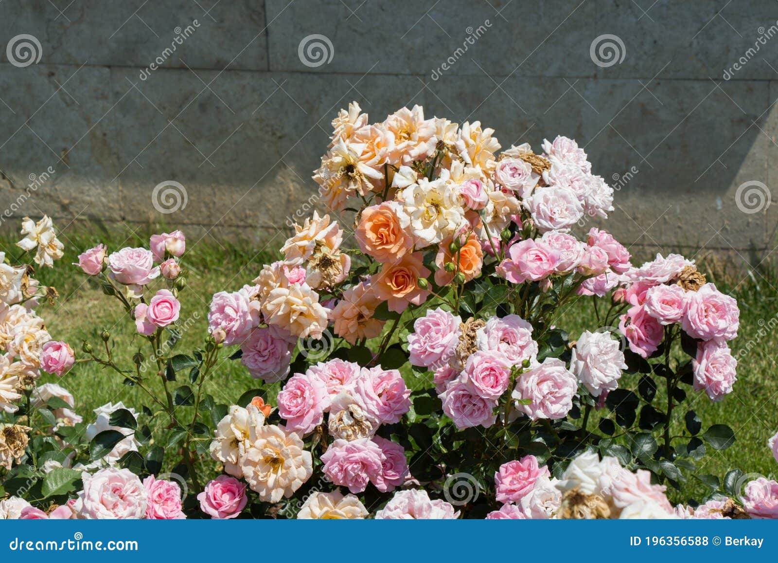 Blooming Beautiful Bunch of Roses in the Garden Stock Photo - Image of ...