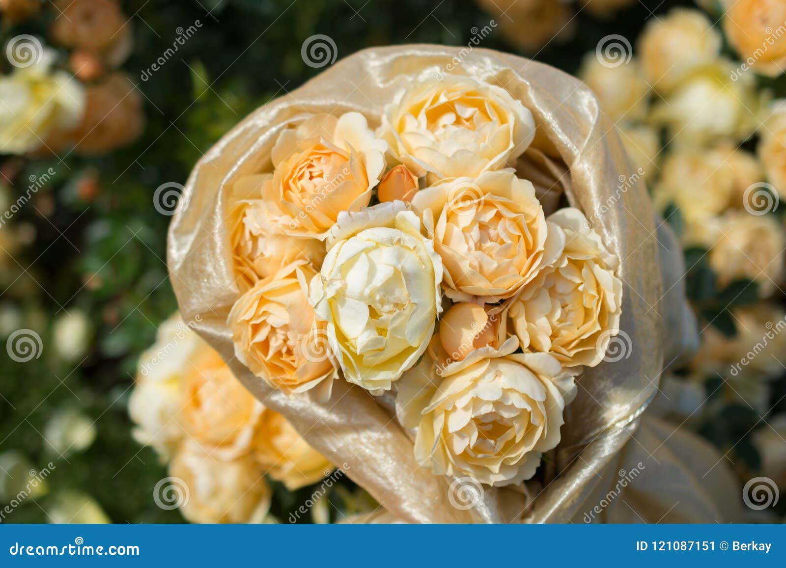 Blooming Beautiful Bunch of Roses in the Garden Stock Image - Image of ...