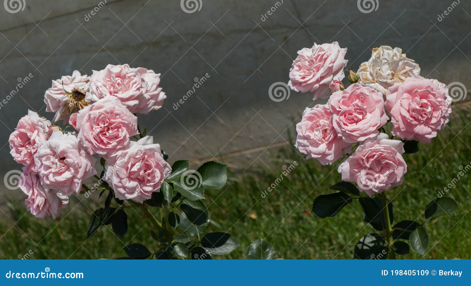 Blooming Beautiful Bunch of Roses in the Garden Stock Image - Image of ...