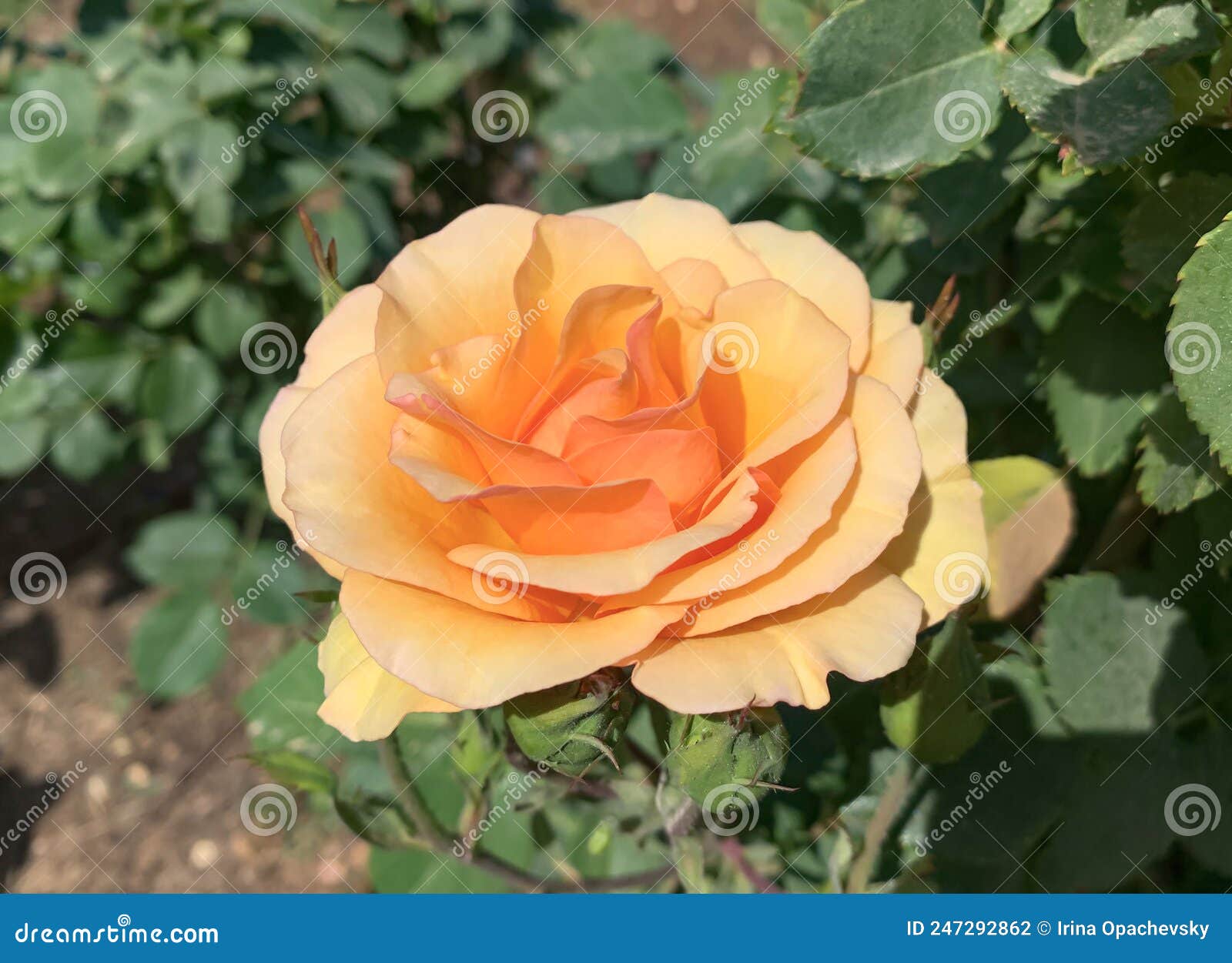 Blooming Beautiful Fragrant Orange Rose Stock Photo - Image of modern ...