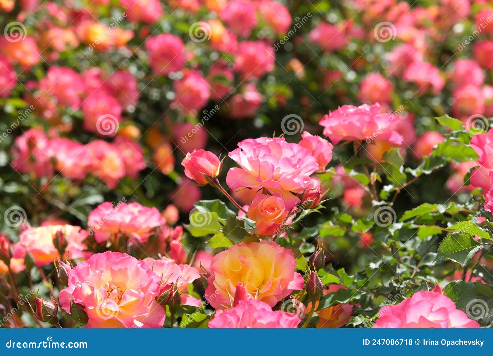 Blooming Beautiful Fragrant Pink Roses Stock Photo - Image of nature ...