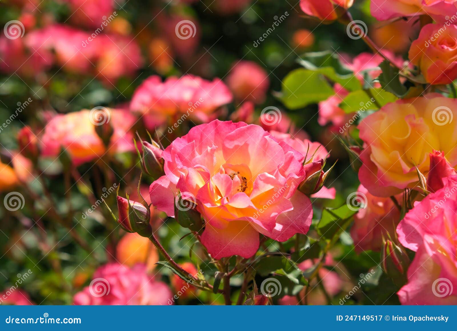 Blooming Beautiful Fragrant Pink Roses Stock Image - Image of national ...