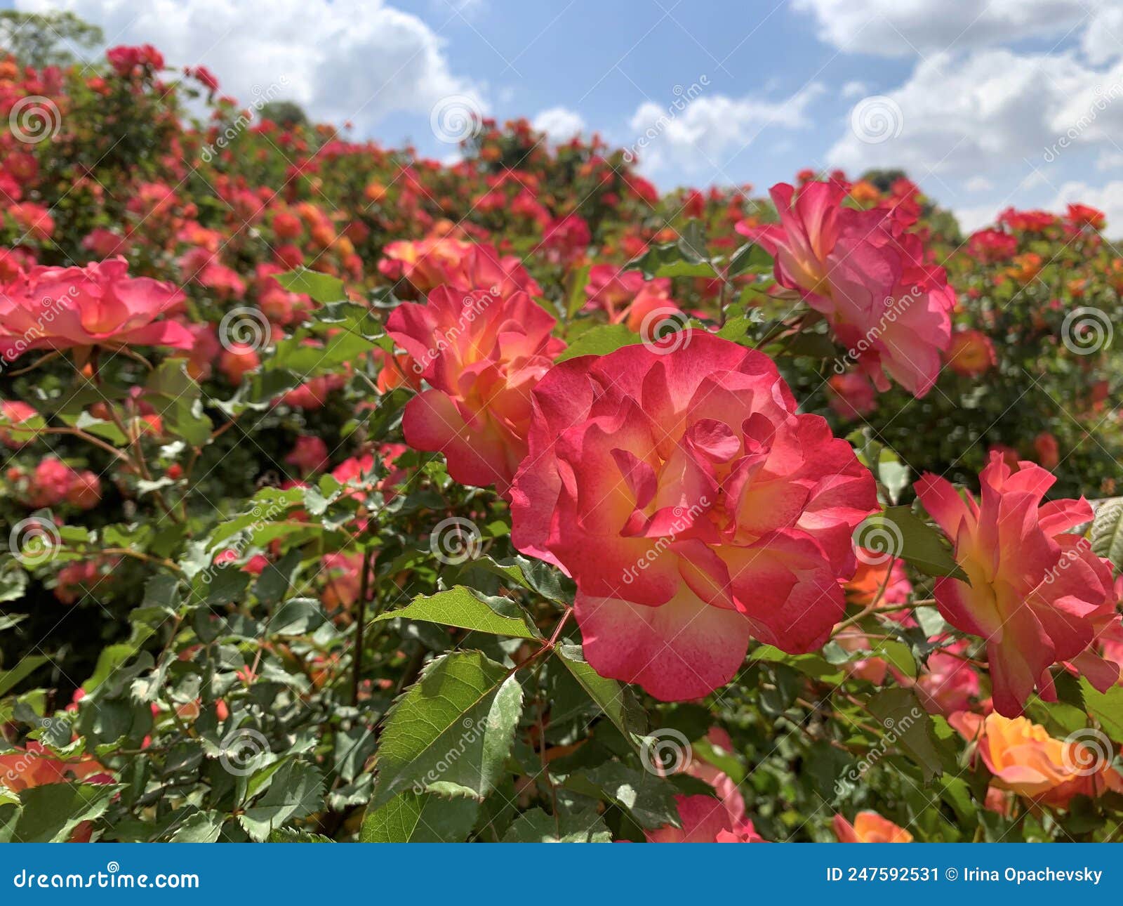 Blooming Beautiful Fragrant Pink Roses Stock Image - Image of park ...