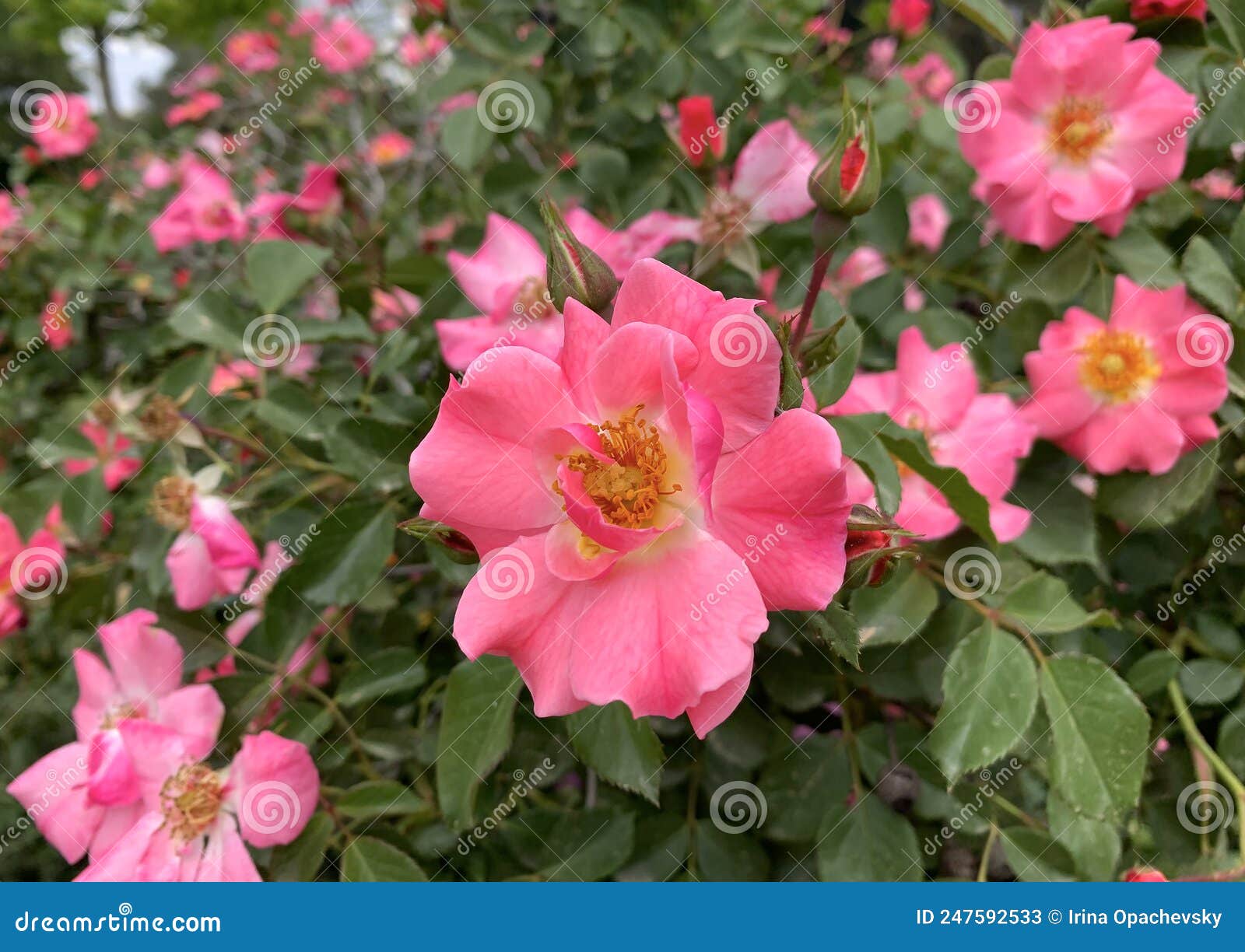 Blooming Beautiful Fragrant Pink Roses Stock Image - Image of national ...