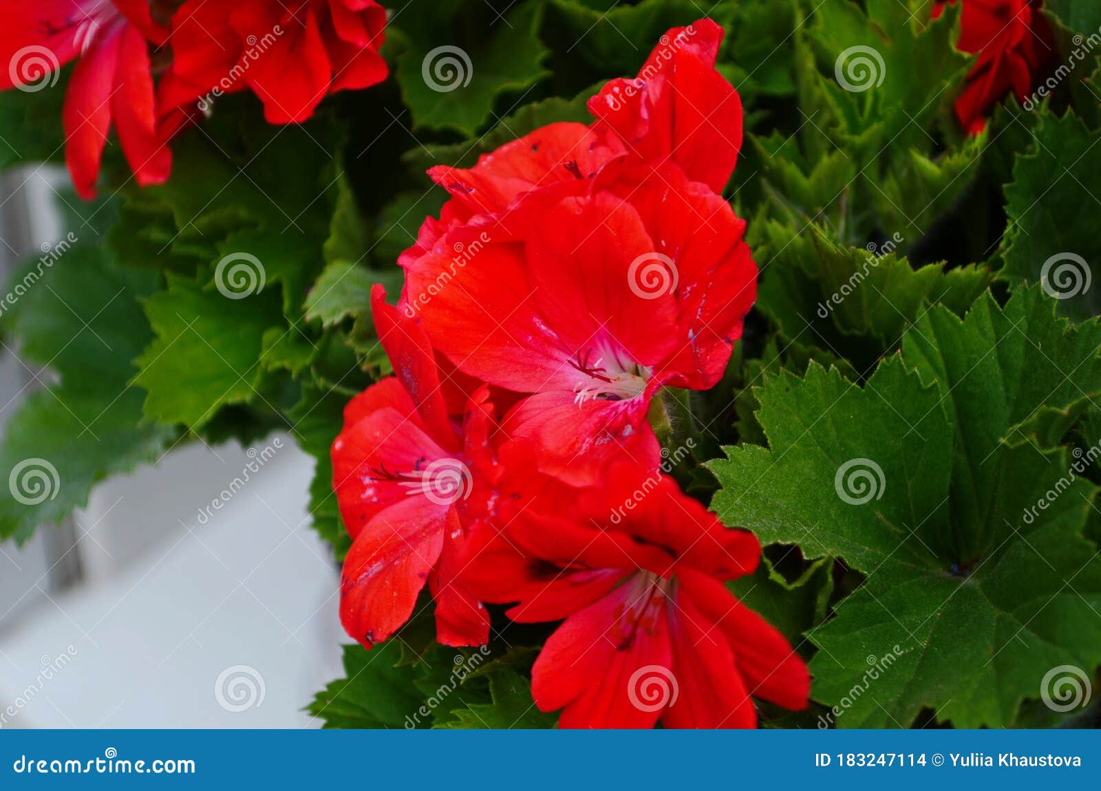 Blooming of Beautiful Geranium Varios Colors Stock Photo - Image of ...
