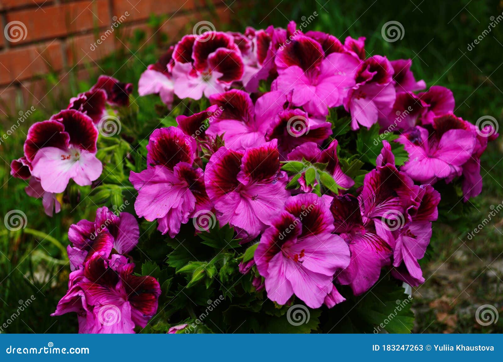 Blooming of Beautiful Geranium Varios Colors Stock Image - Image of ...