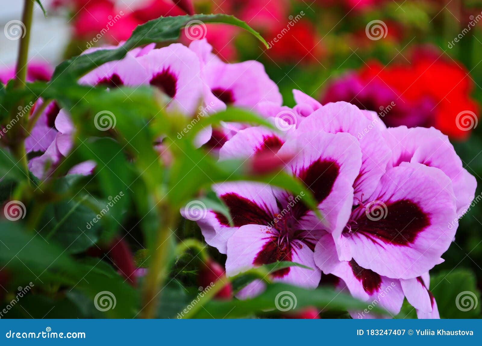 Blooming of Beautiful Geranium Varios Colors Stock Image - Image of ...